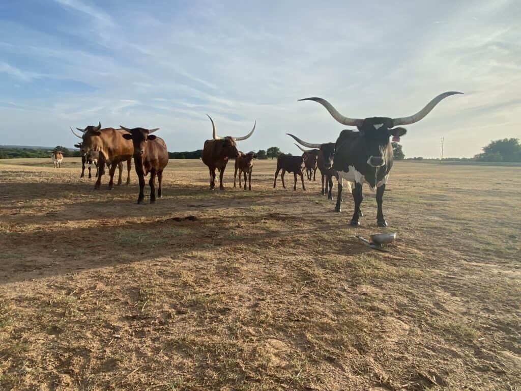 Texas Longhorns Sale Barn #1 Best Texas Longhorn Cattle